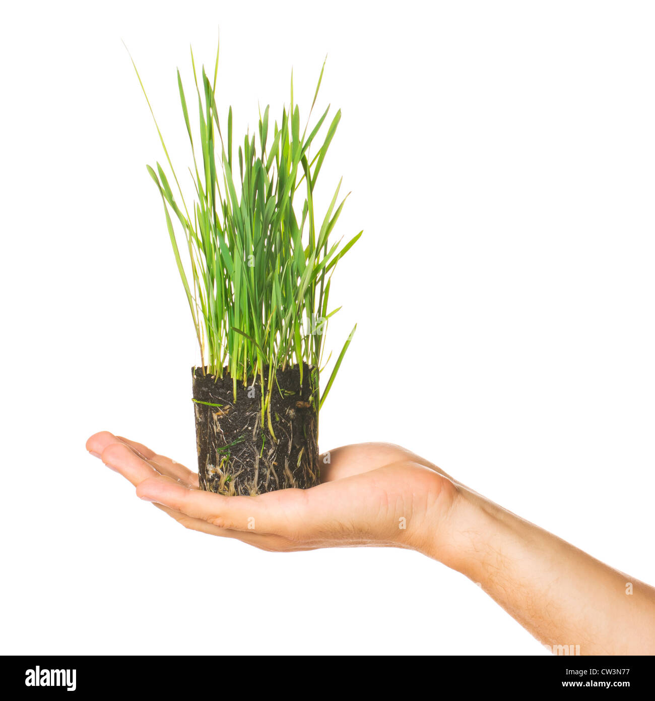 Hand holding roots hi-res stock photography and images - Alamy