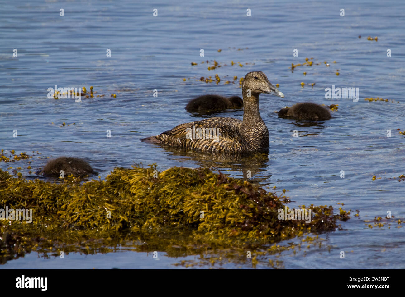 A mother Common eider (Somateria mollissima) with three ducklings Stock ...
