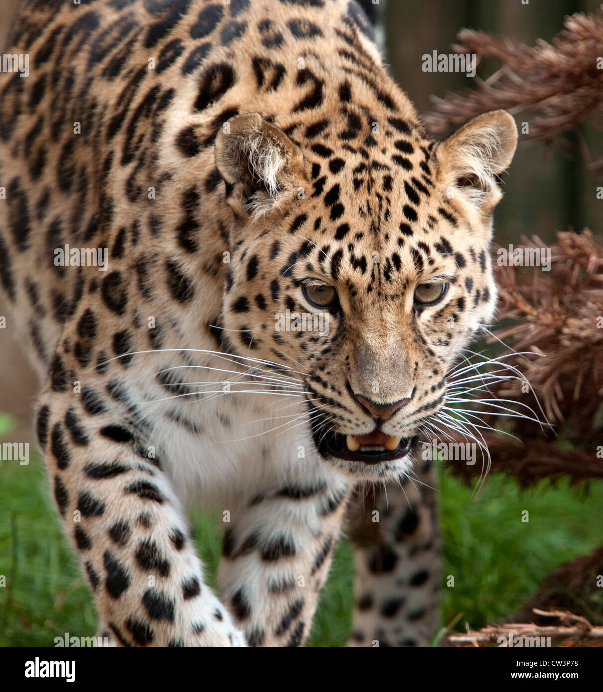 Female Amur leopard prowling Stock Photo - Alamy Female Amur leopard prowling Stock Photo - Alamy