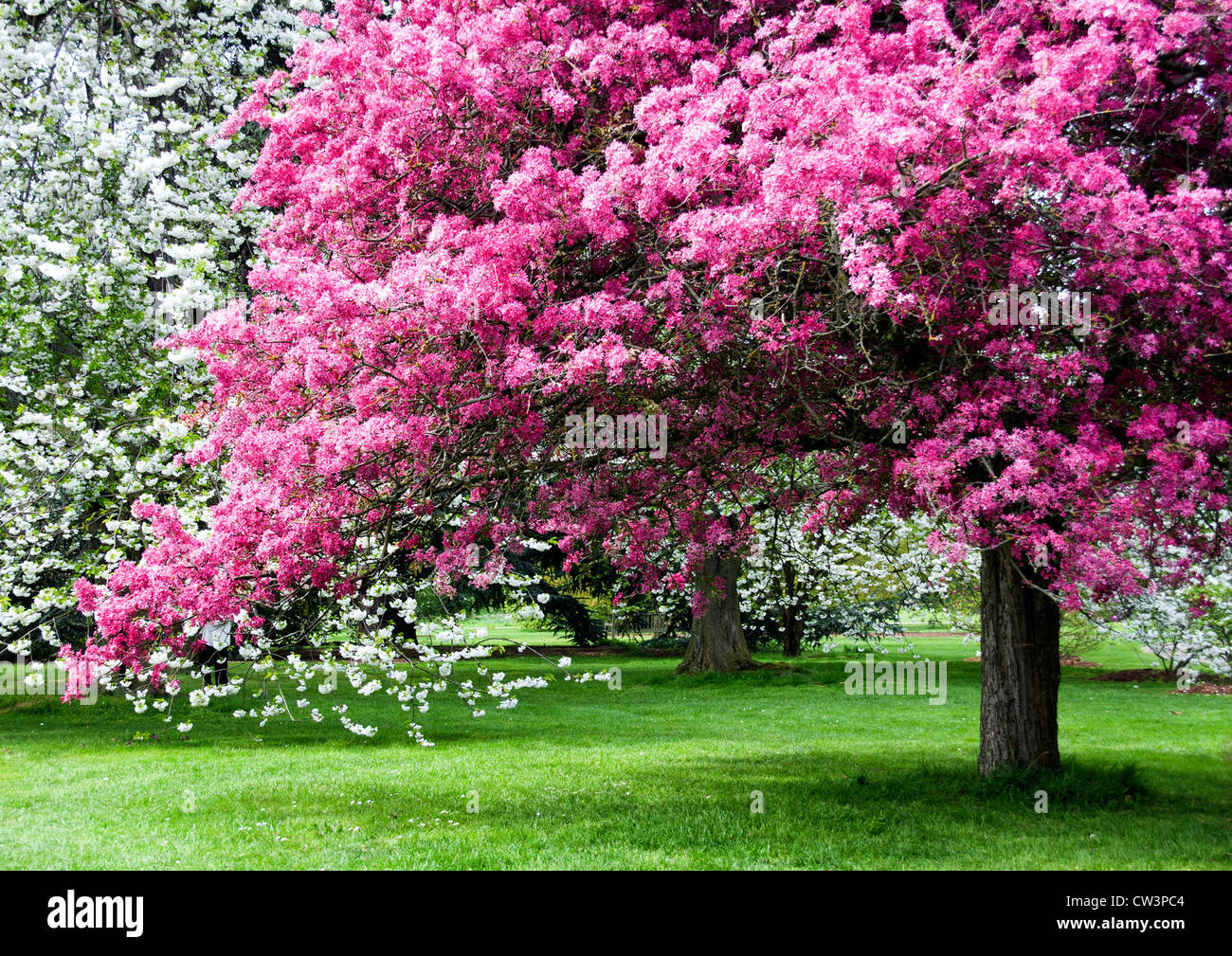 Blossoms provide a beautiful spring display at Kew Gardens, Kew ...