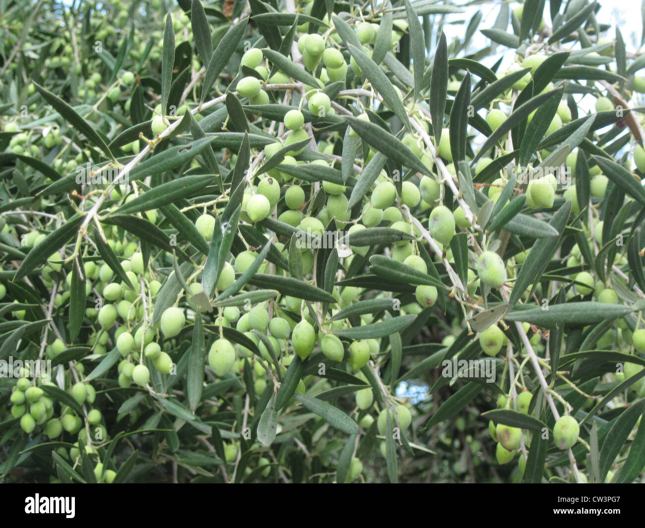 Olive tree branch lots hi-res stock photography and images - Alamy