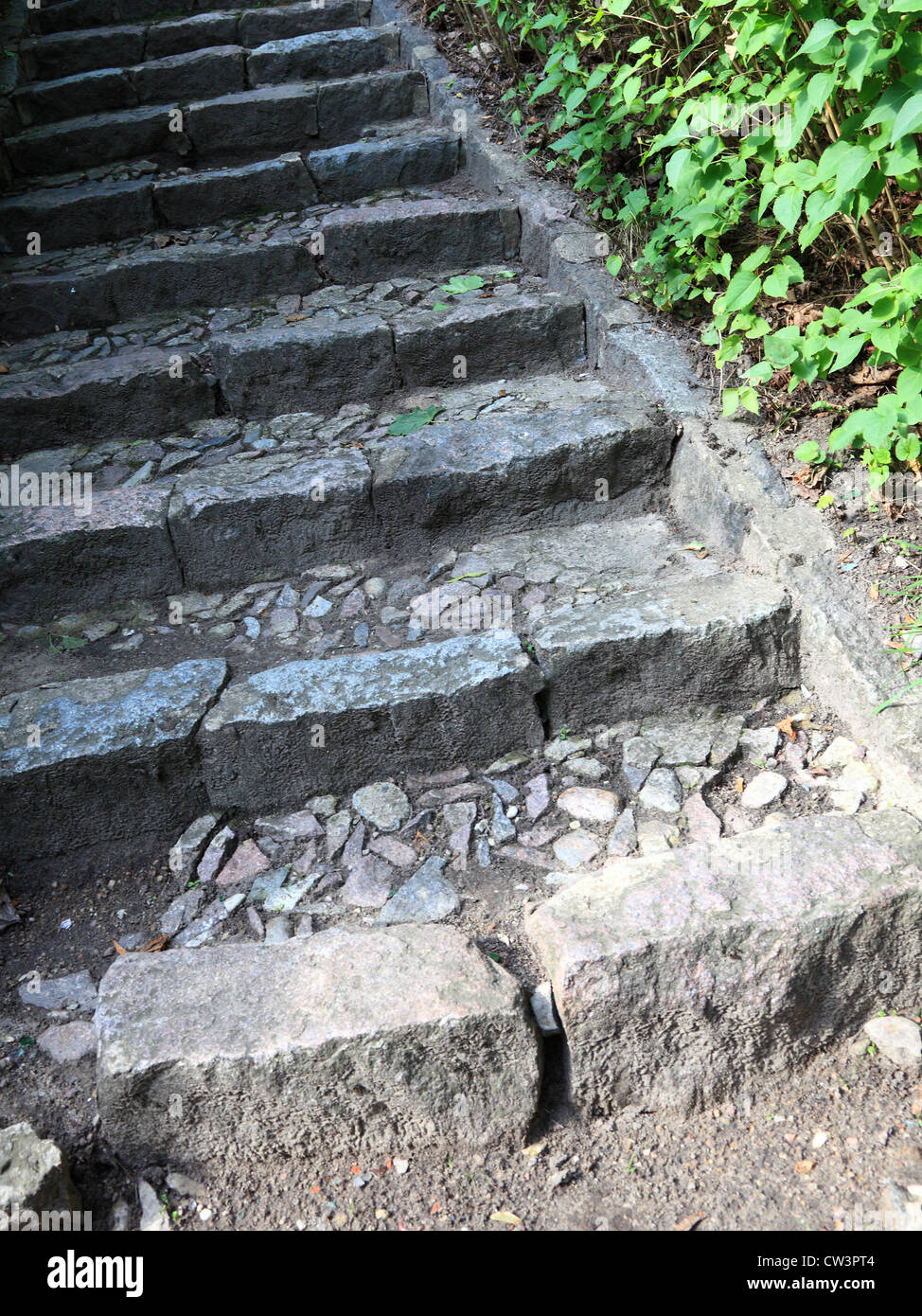 Concrete stairs in the jungle nature outdoor Stock Photo - Alamy