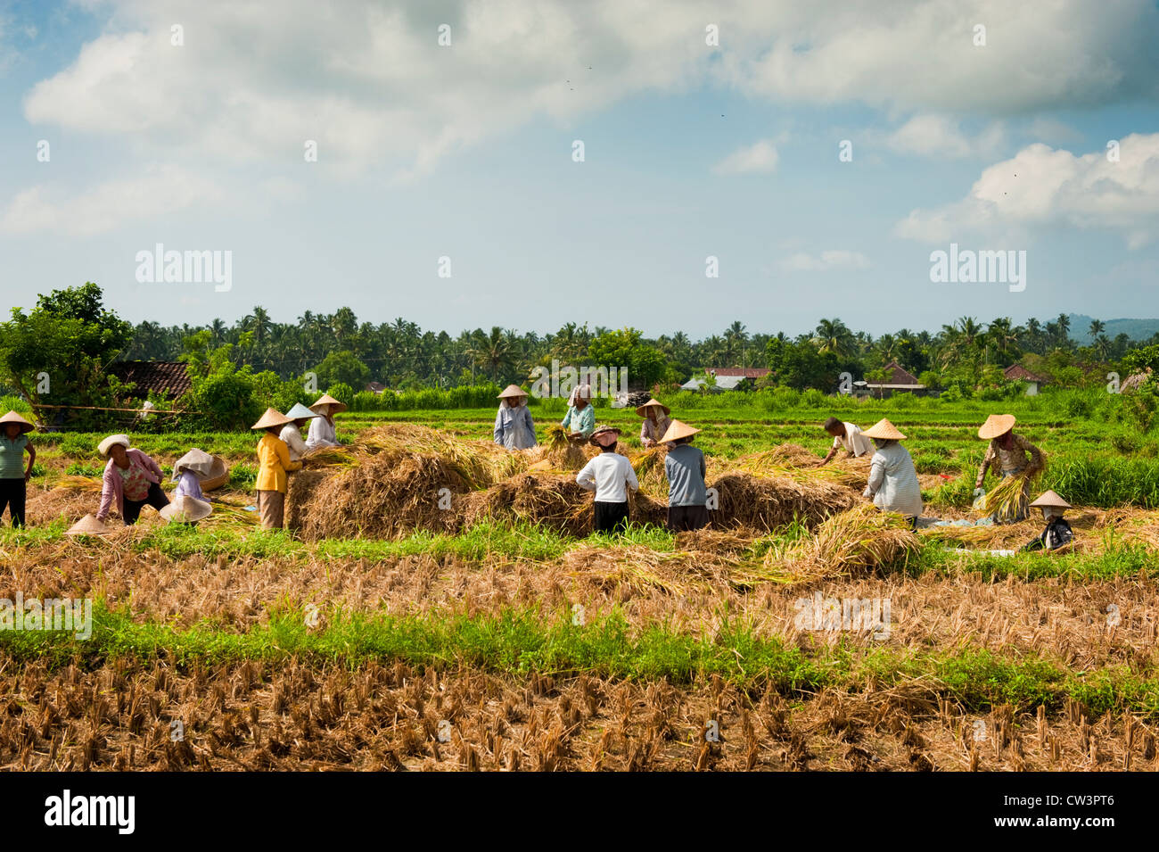 Threshing grain hand hi-res stock photography and images - Alamy