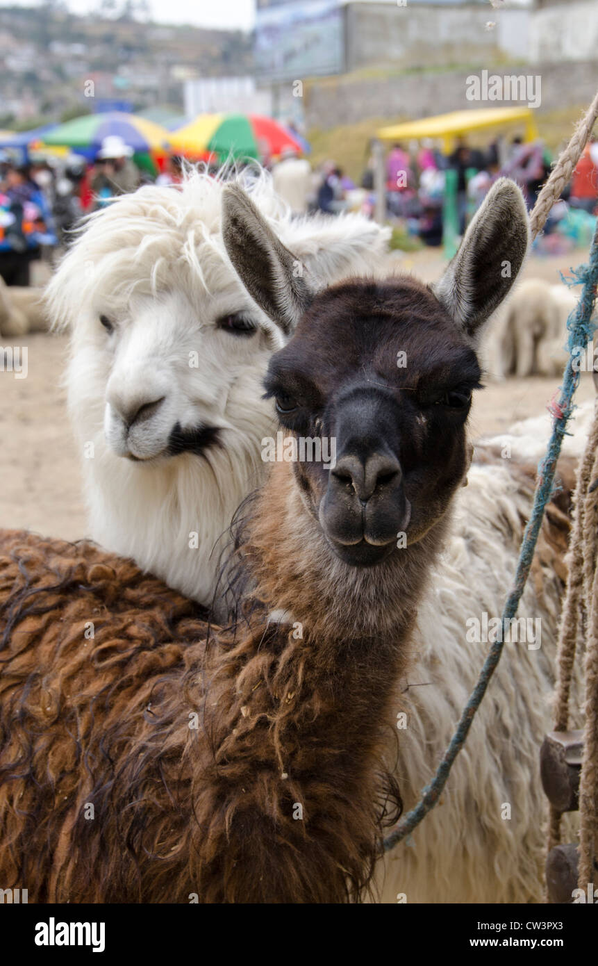 Llamas ecuador hi-res stock photography and images - Alamy