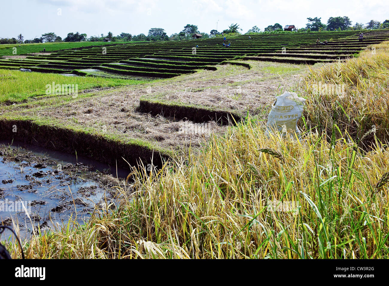 Garbage and litter on the fields of the Subaks in Bali Indonesia Stock ...