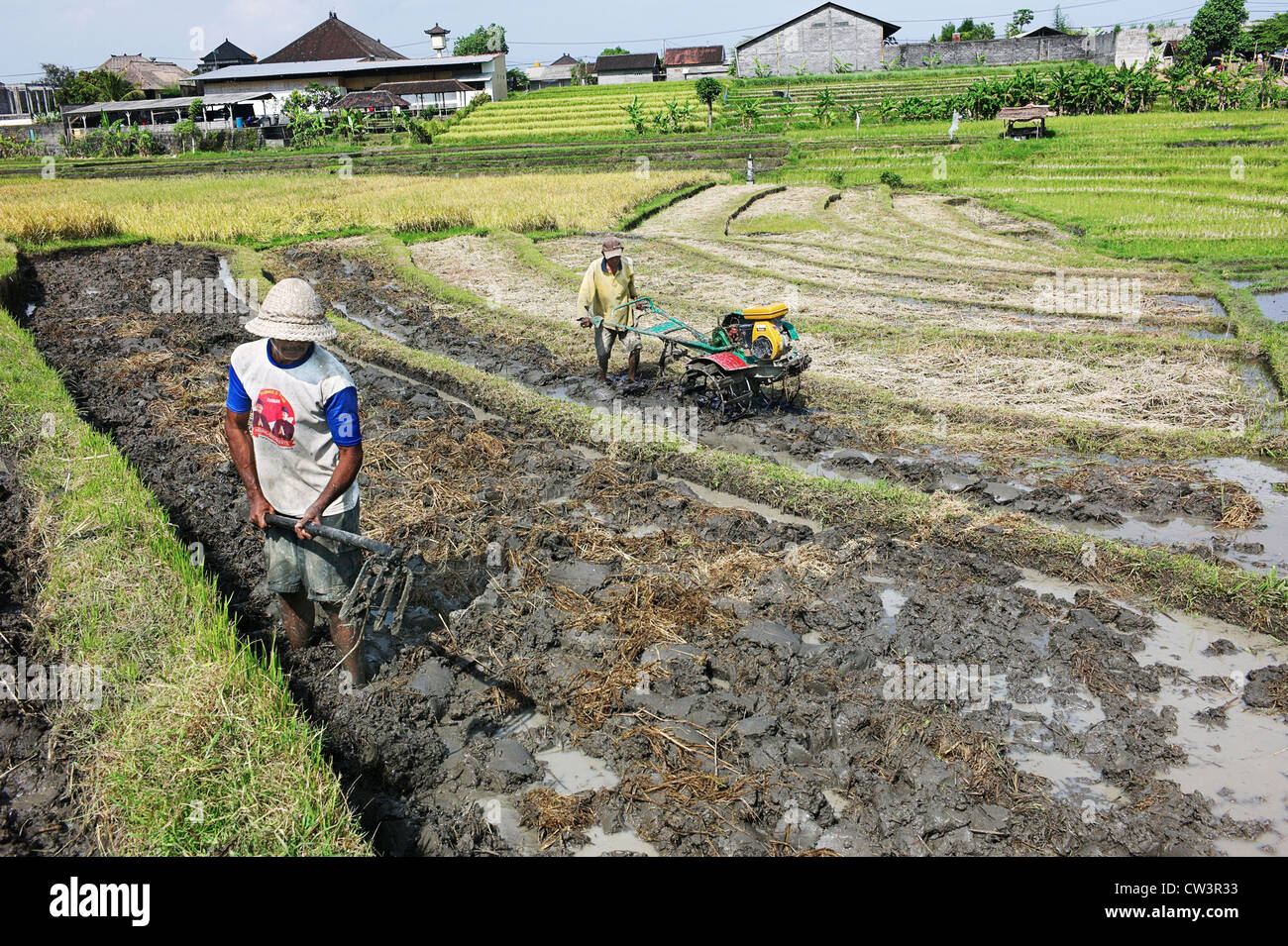 The Subaks of village Tumbak Bayuh tending their fields Stock Photo - Alamy