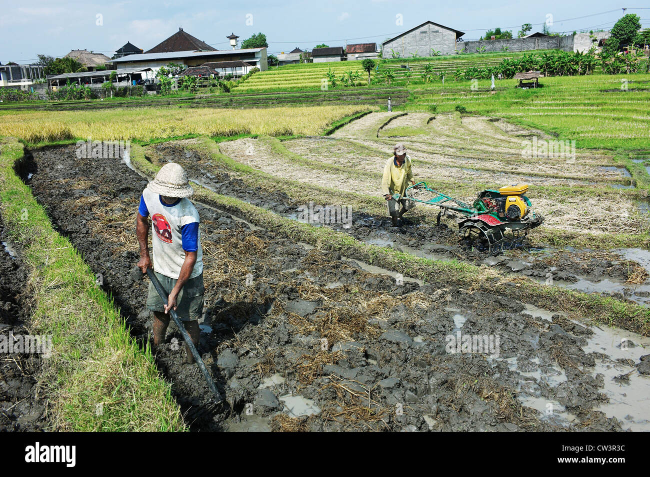 The Subaks of village Tumbak Bayuh tending their fields Stock Photo - Alamy