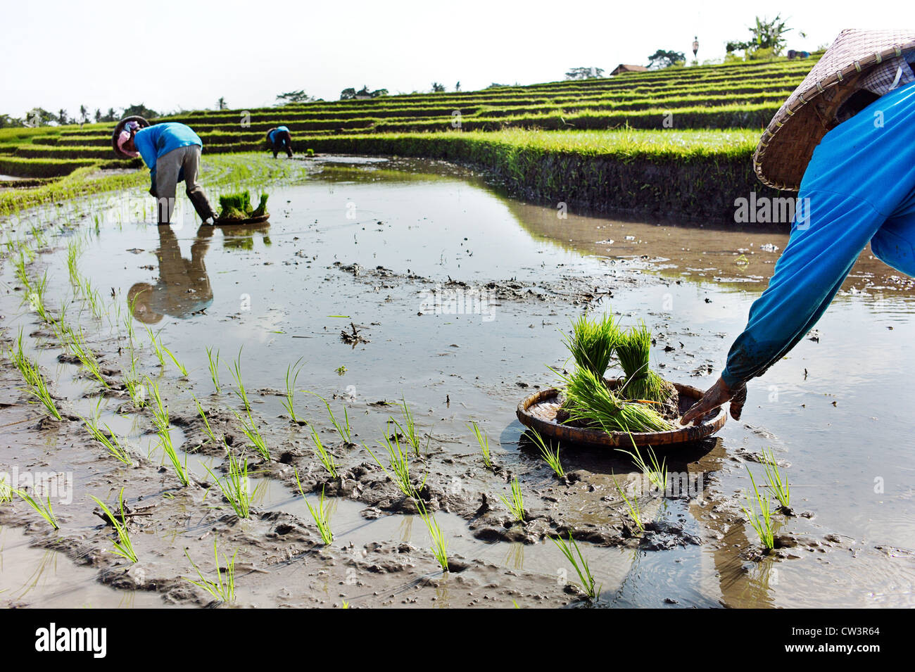 The Subaks of village Tumbak Bayuh tending the field Stock Photo - Alamy
