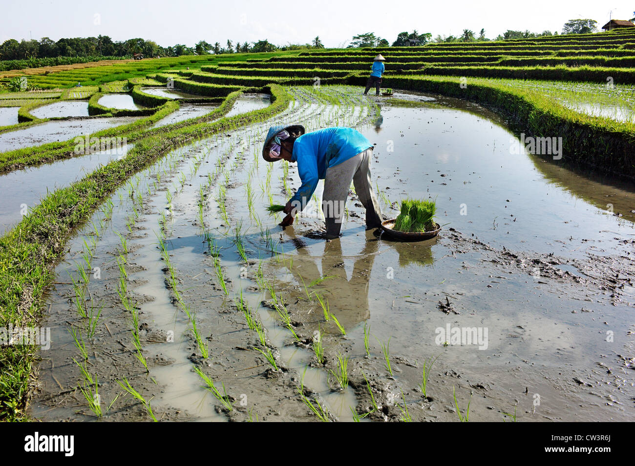 The Subaks of village Tumbak Bayuh tending the field Stock Photo - Alamy