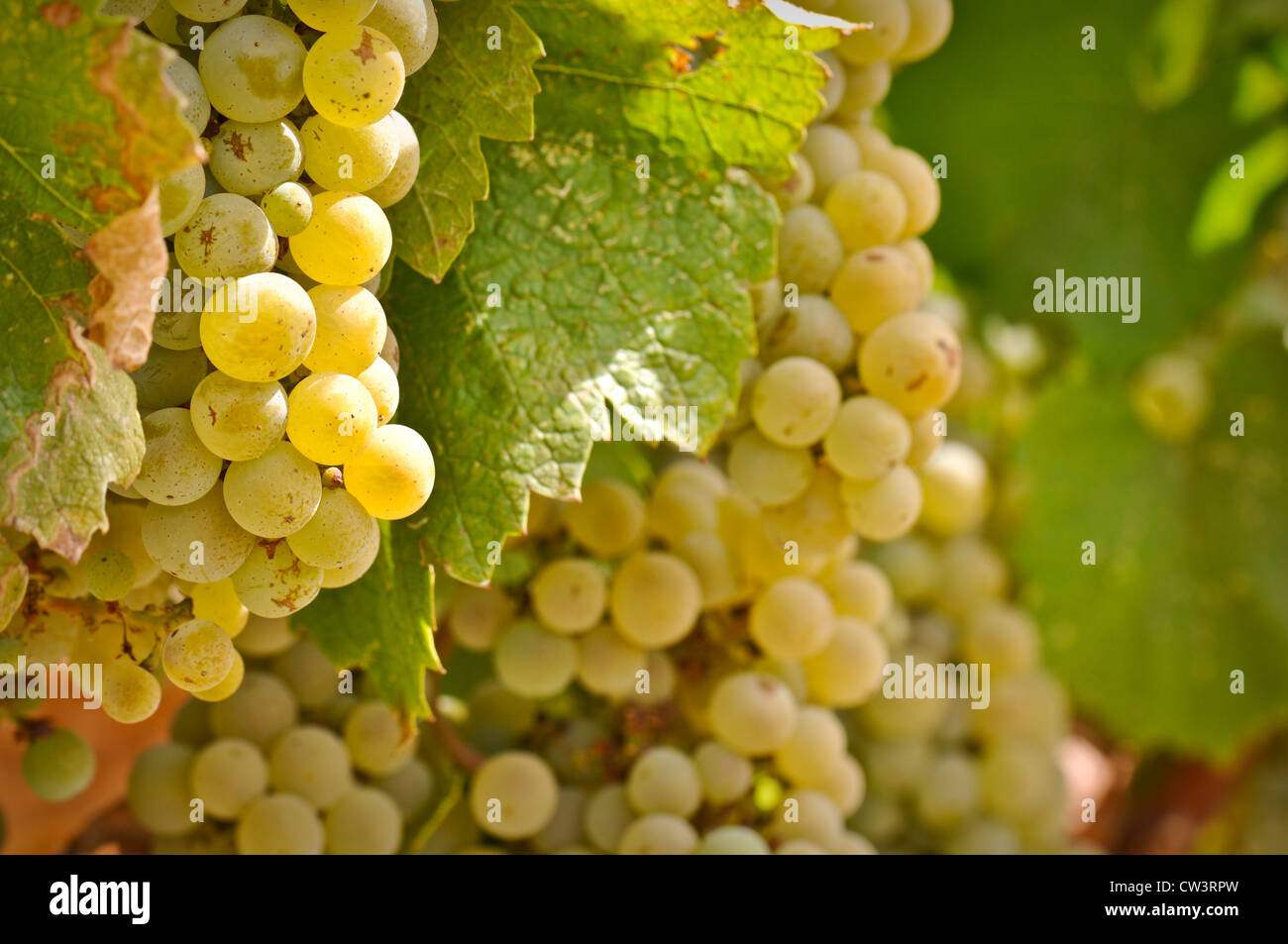 Chardonnay Grapes Close Up Stock Photo - Alamy