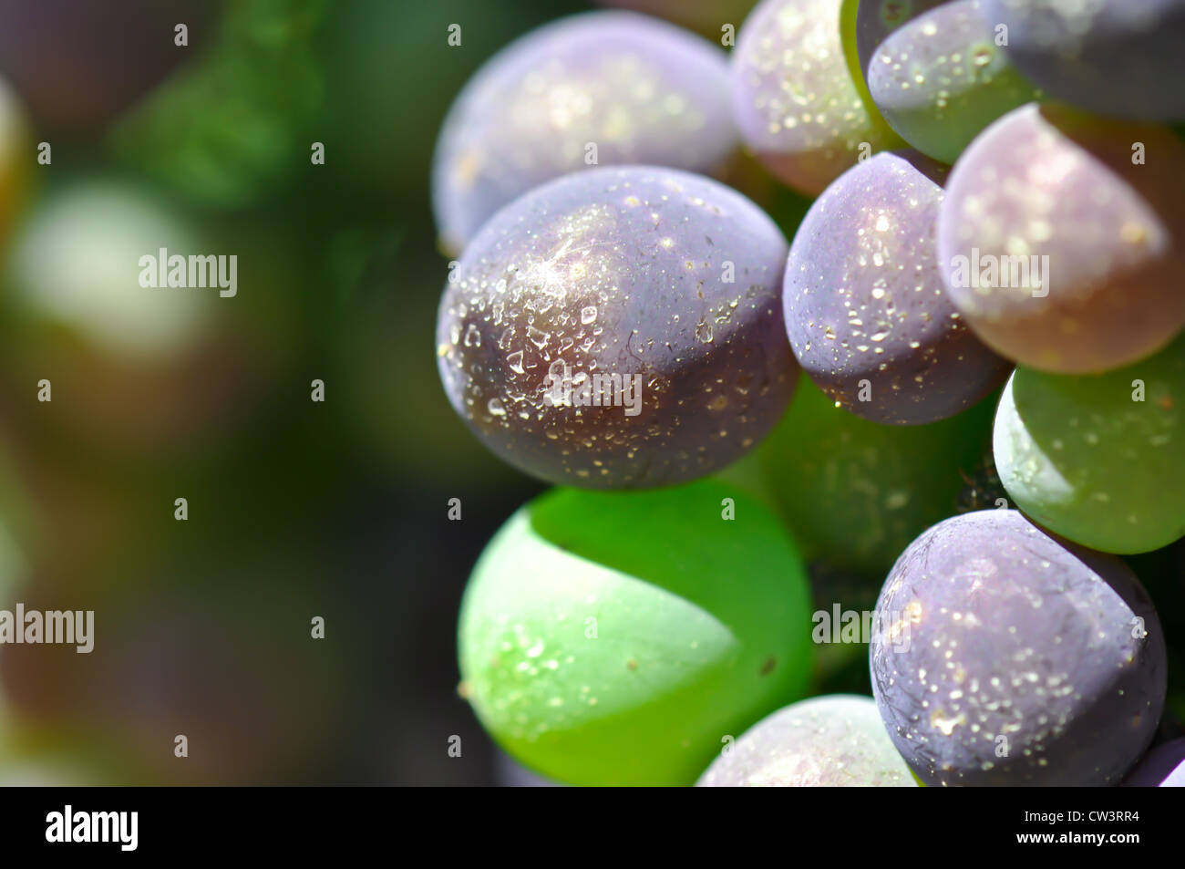 Grapes on the Vine Close Up Stock Photo - Alamy