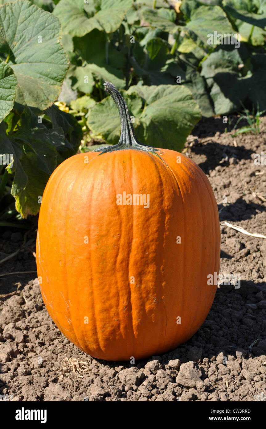 Large pumpkin hi-res stock photography and images - Alamy