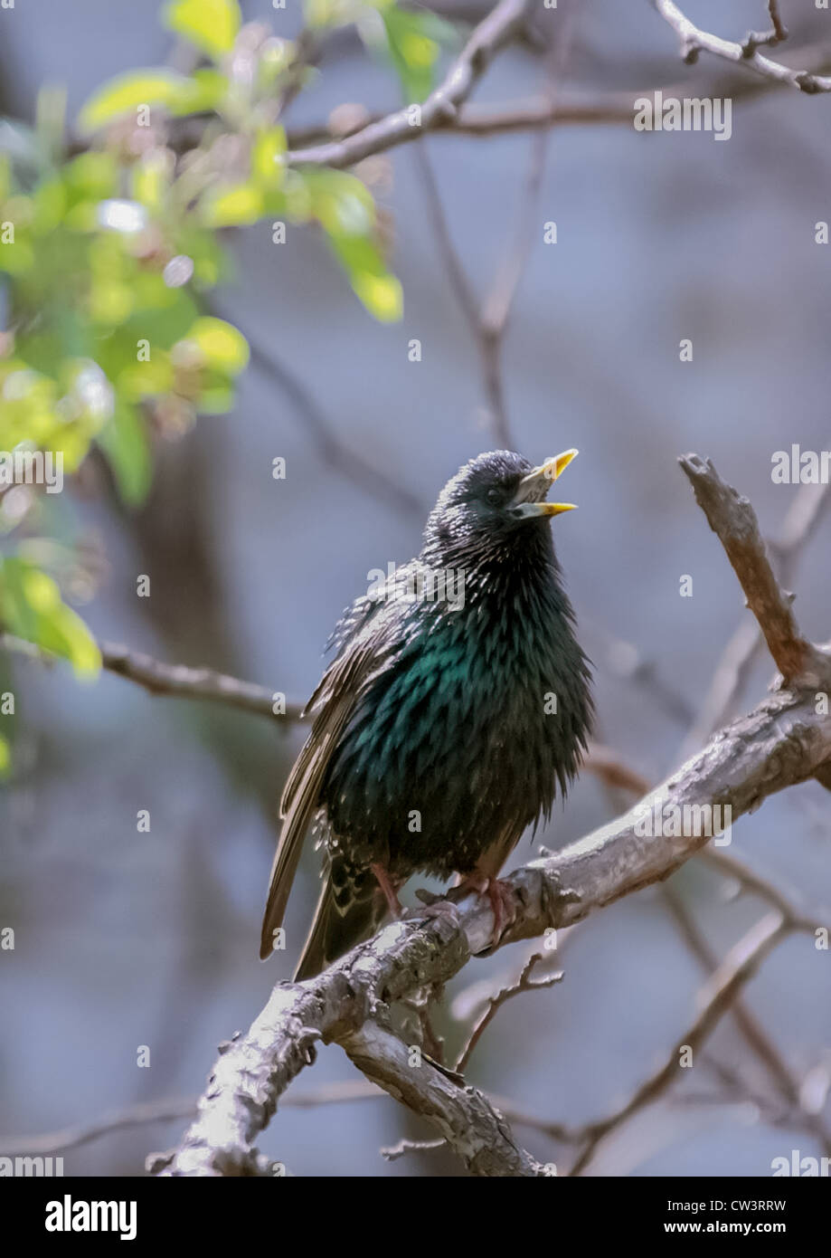 European Starling Singing Stock Photo - Alamy