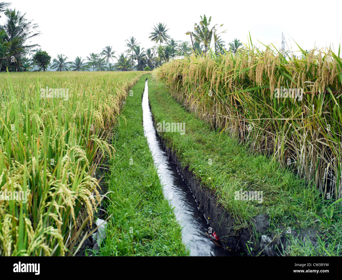 Water irrigation through rice fields in the Subaks of Tampak Siring ...