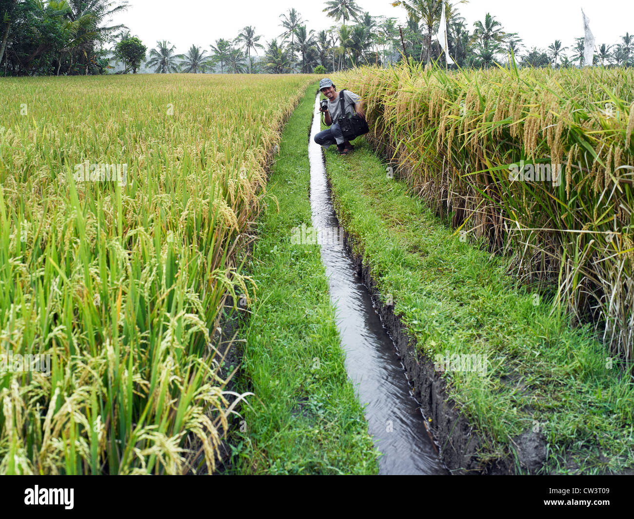 Water irrigation through rice fields in the Subaks of Tampak Siring ...