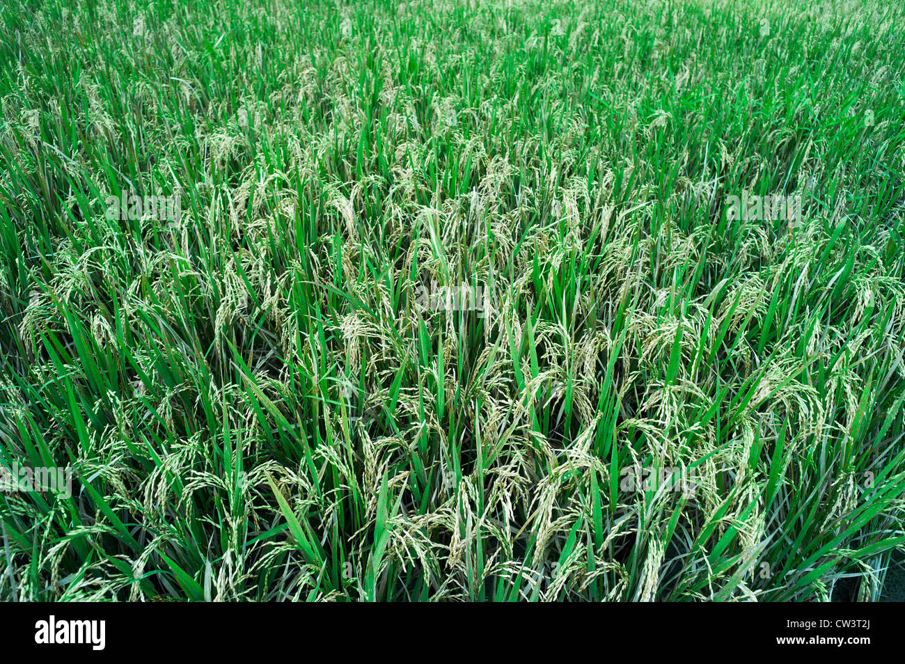 Tampak siring hi-res stock photography and images - Alamy