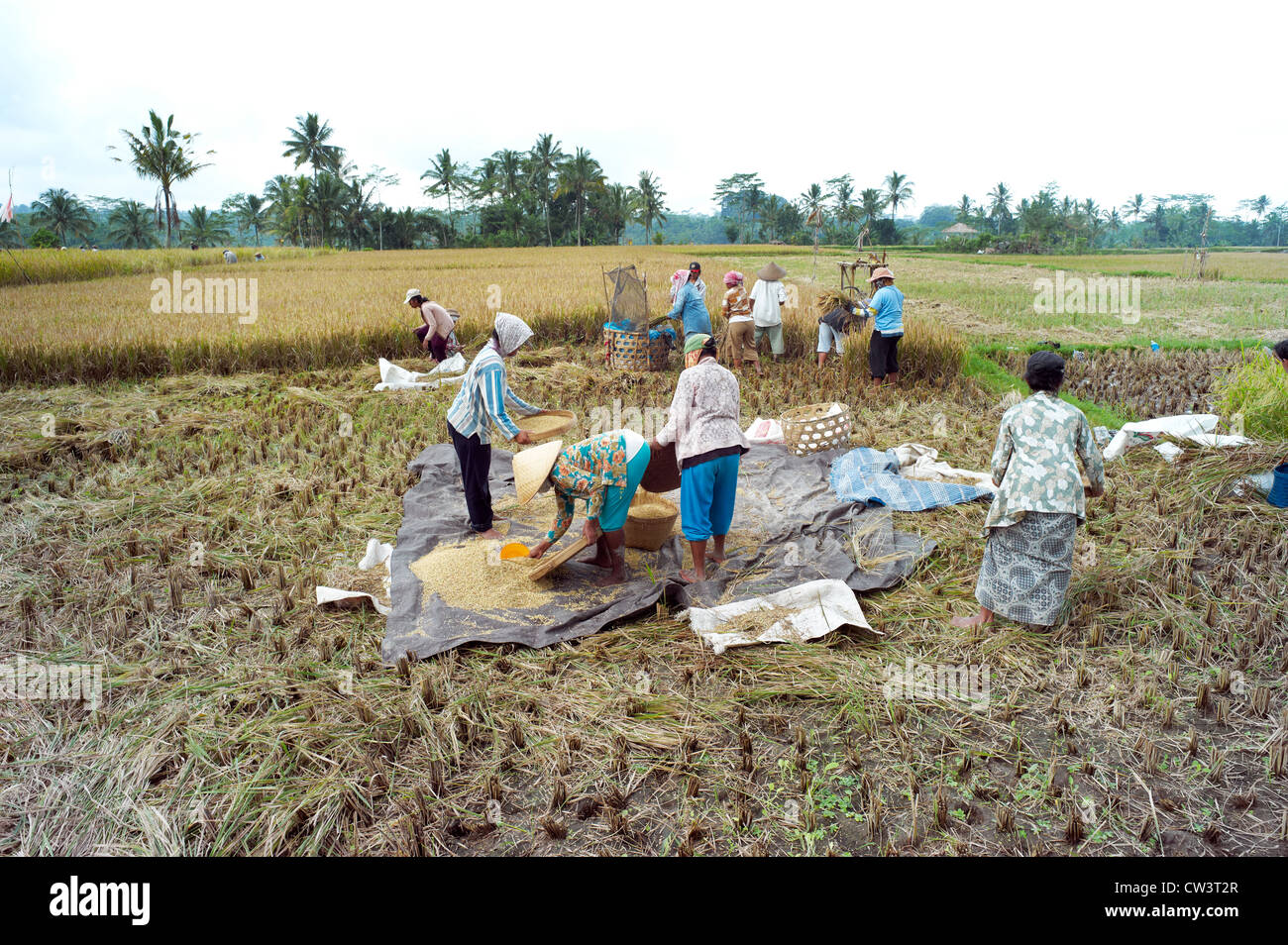 Farmers thresh rice in the rice paddies of Tampaksiring, Bali ...