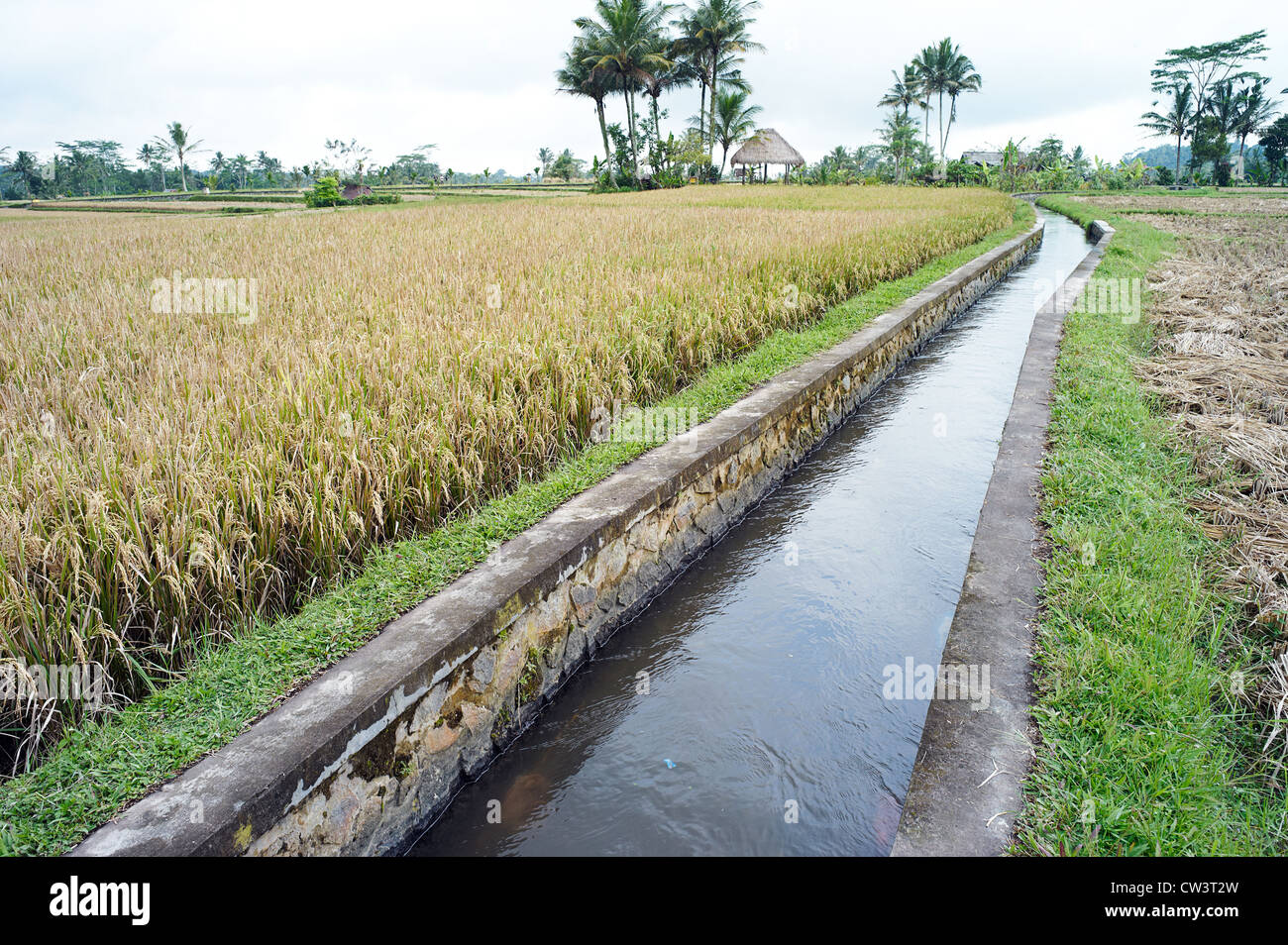 Water irrigation through rice fields in the Subaks of Tampak Siring ...