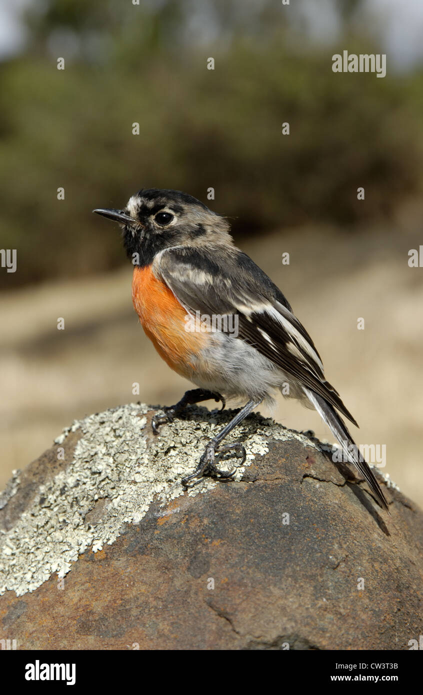 Scarlet robin petroica boodang hi-res stock photography and images - Alamy
