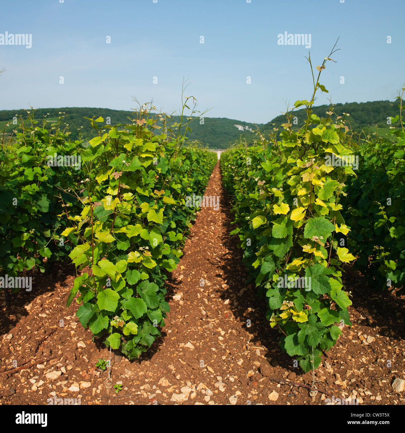 Burgundy pinot noir france hi-res stock photography and images - Alamy