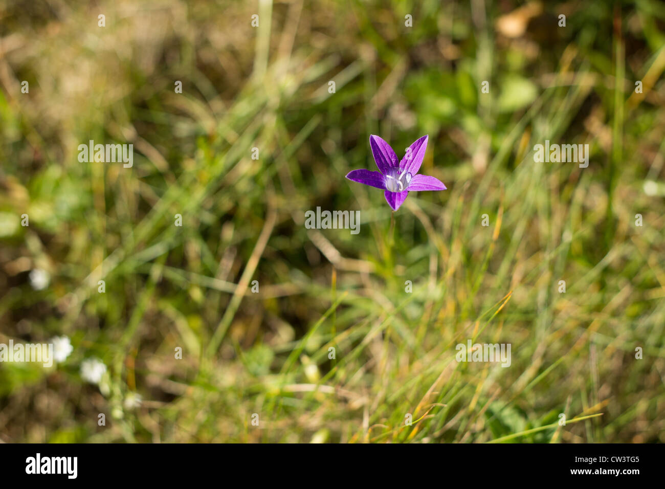 Flower with five petals High Resolution Stock Photography and Images ...