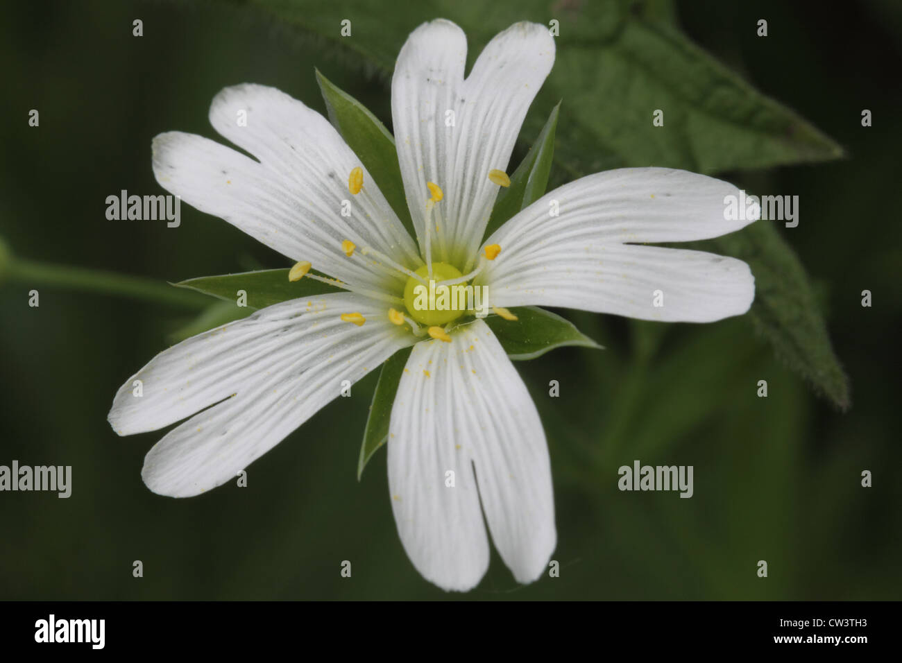 Common Mouse Ear Stock Photo - Alamy