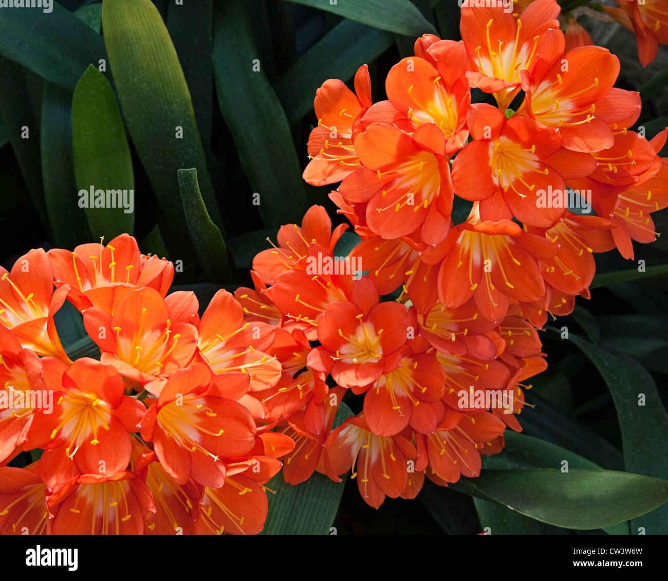 Clivia miniata image hi-res stock photography and images - Alamy