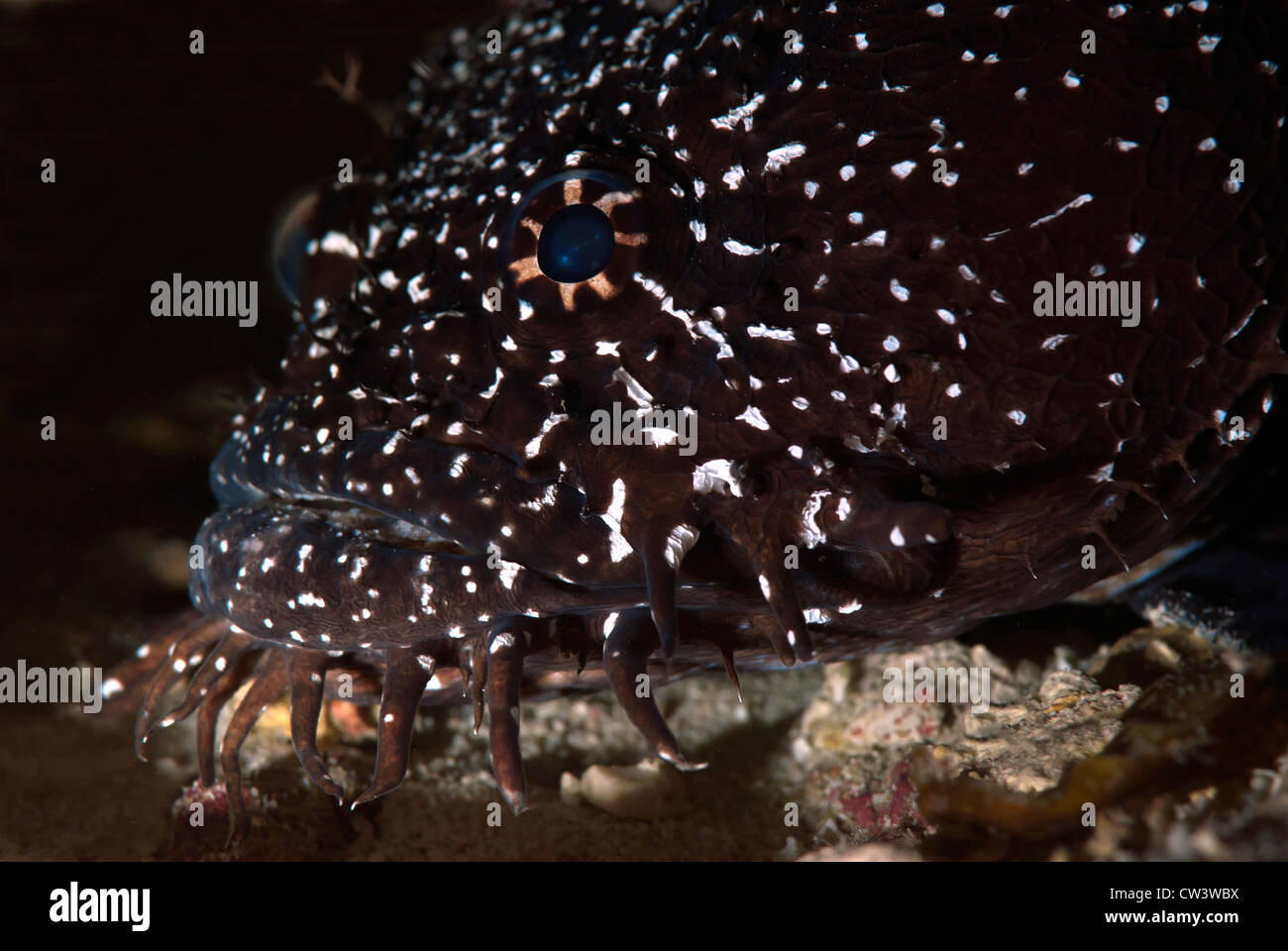 Whitespotted toadfish hi-res stock photography and images - Alamy