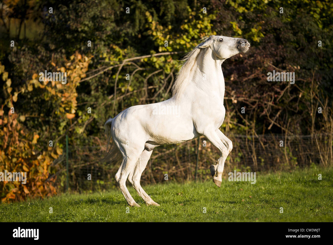 Pure Spanish Horse, Andalusian, The stallion Sogdiano on a meadow in ...