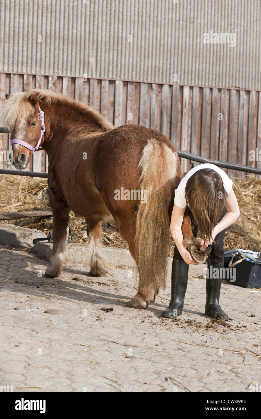 Girl cleaning the hooves of a Shetland Pony Stock Photo - Alamy