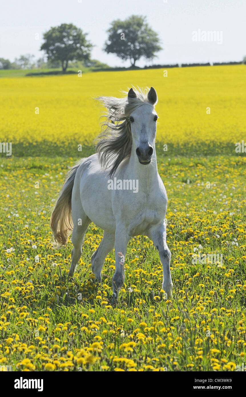 Paso Fino. Gray mare in a gallop on a meadow with flowering Dandelion ...
