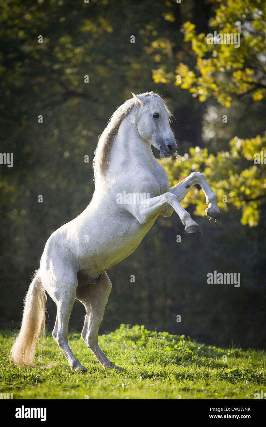Pure Spanish Horse, Andalusian, The stallion Sogdiano rearing on a ...