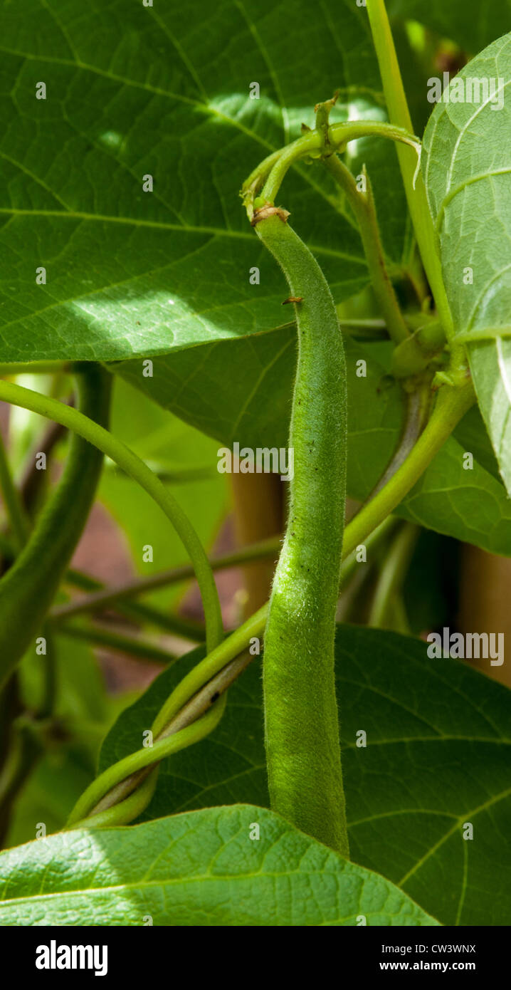 Runner Beans Seed Pod High Resolution Stock Photography and Images - Alamy