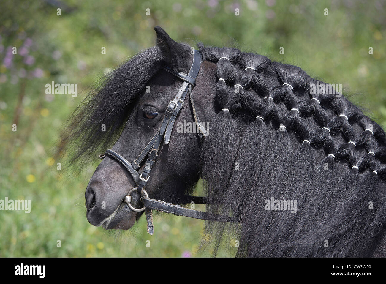 Shetland Pony with plaited mane Stock Photo - Alamy