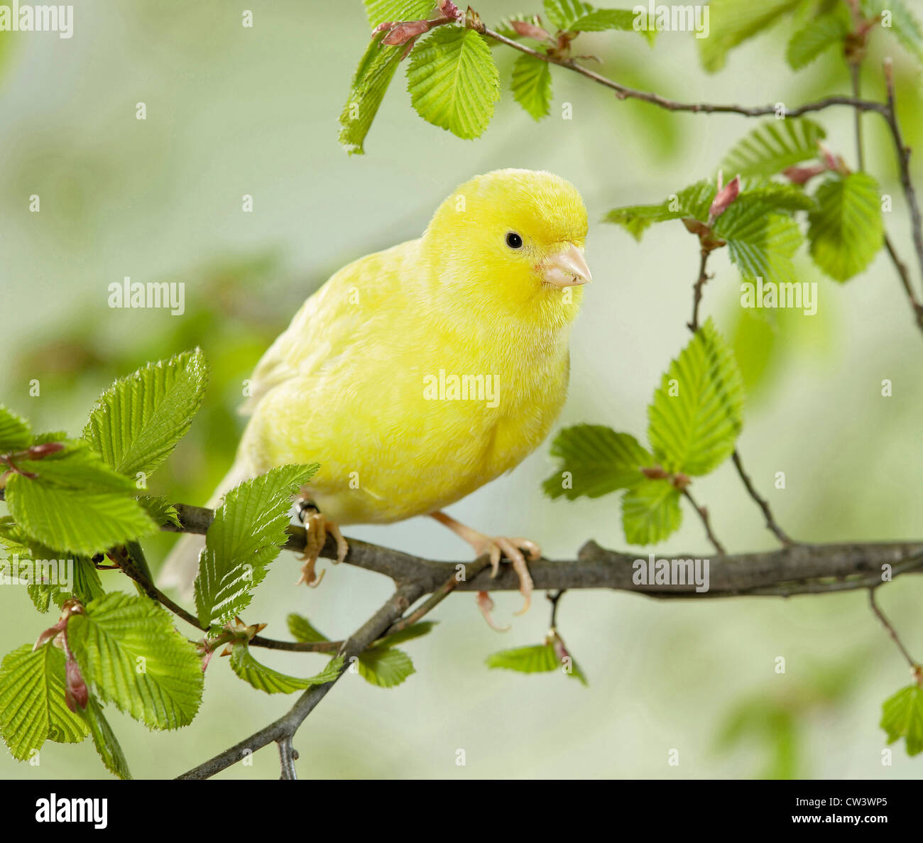 Domestic Canary. Yellow bird perched on a Hornbeam twig Stock Photo - Alamy