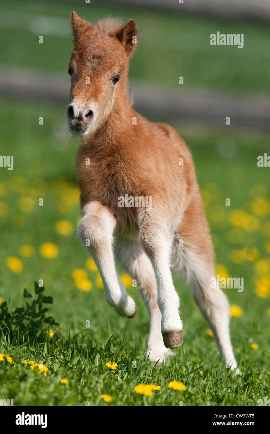 Classic Pony. Foal in a gallop in a meadow Stock Photo - Alamy