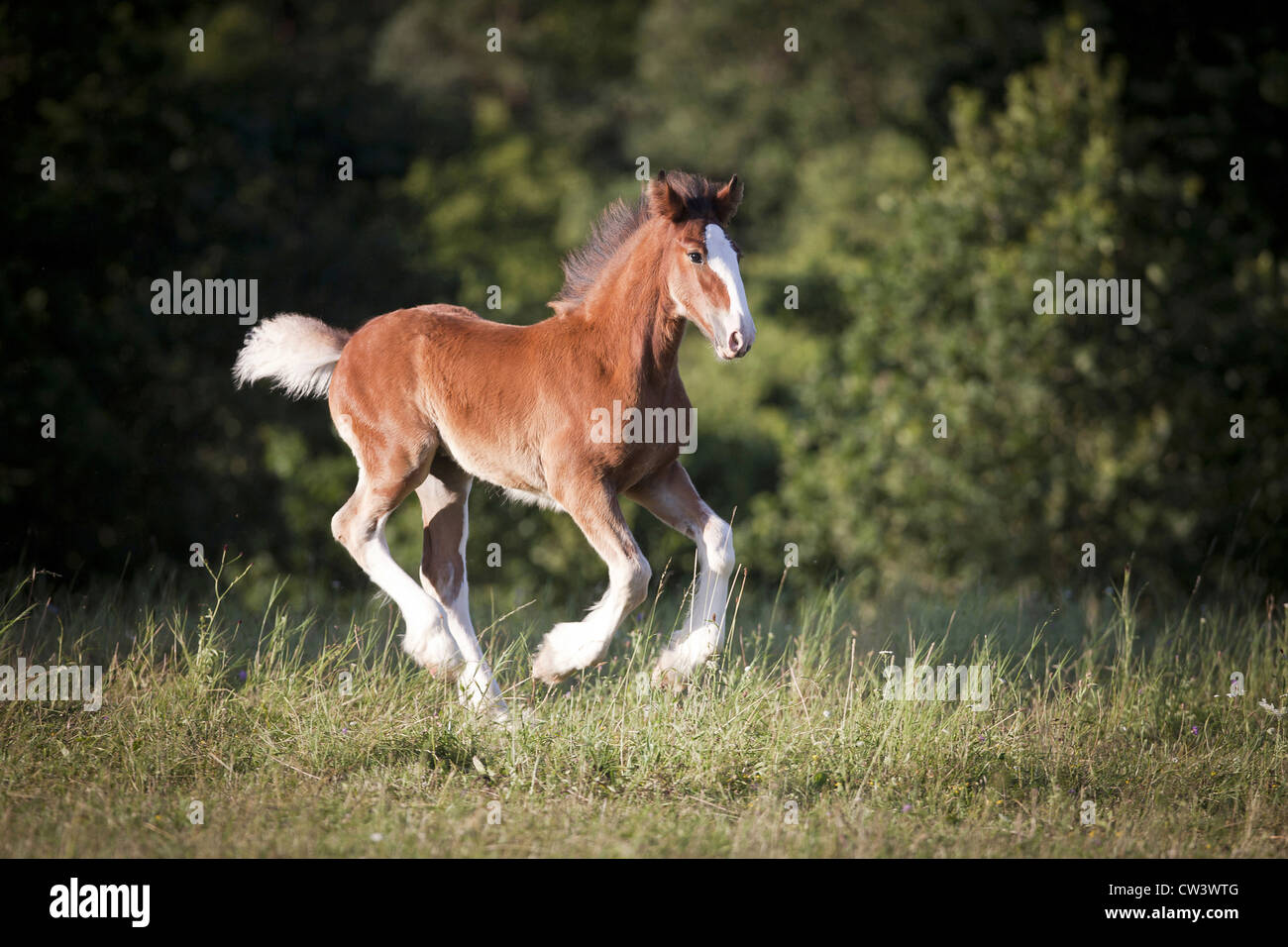 Baby shire horse hi-res stock photography and images - Alamy