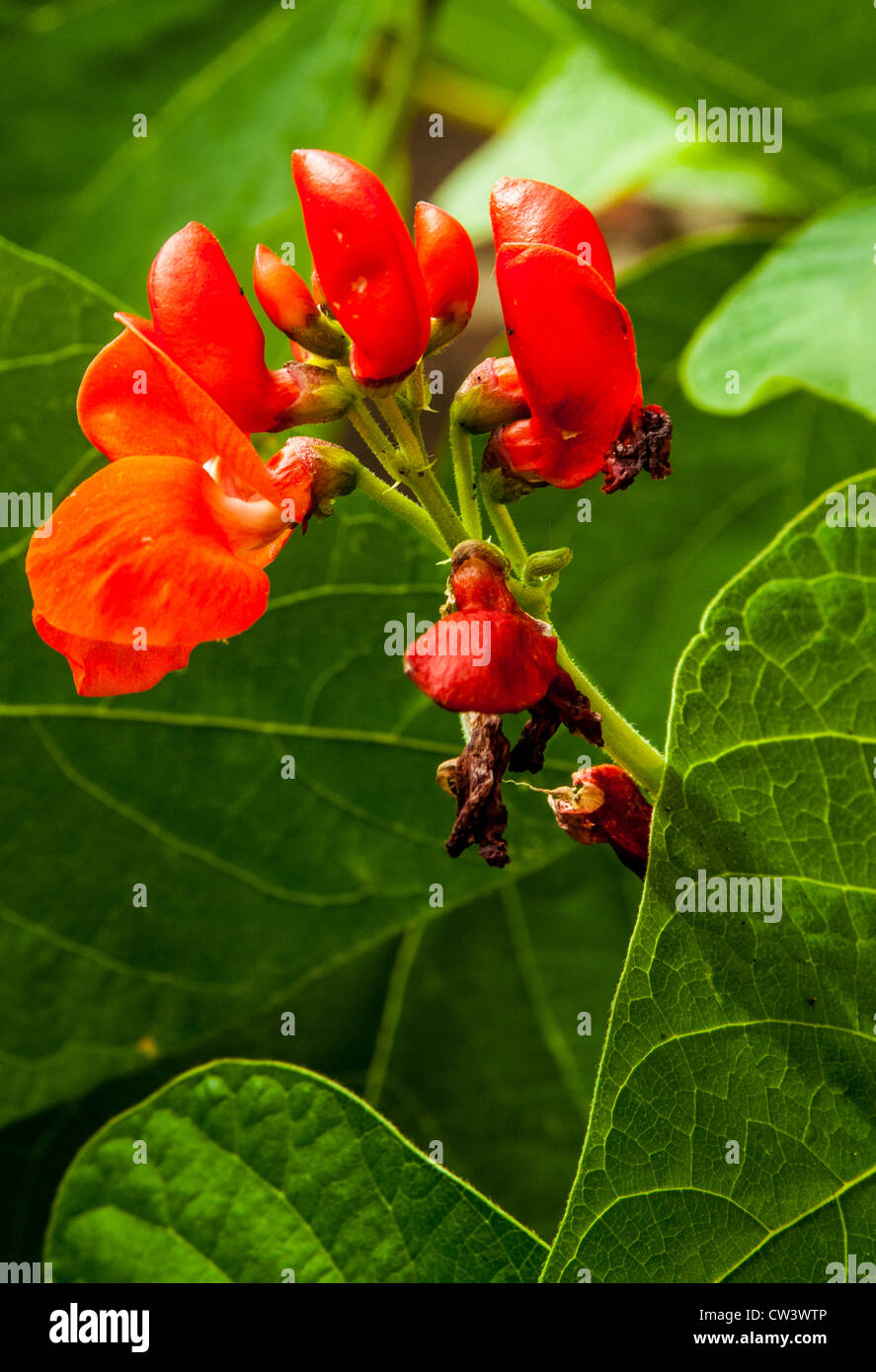 Runner beans seed pod hi-res stock photography and images - Alamy