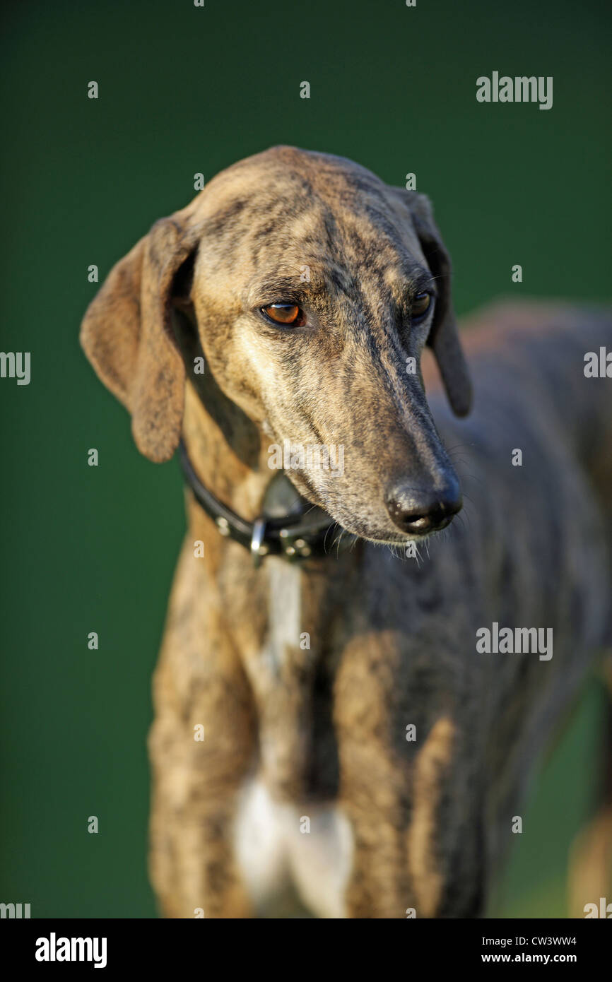 Azawakh hi-res stock photography and images - Alamy