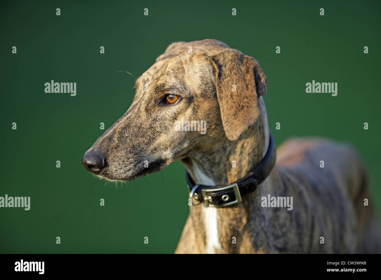 Azawakh, an african sighthound. Portrait of adult Stock Photo - Alamy