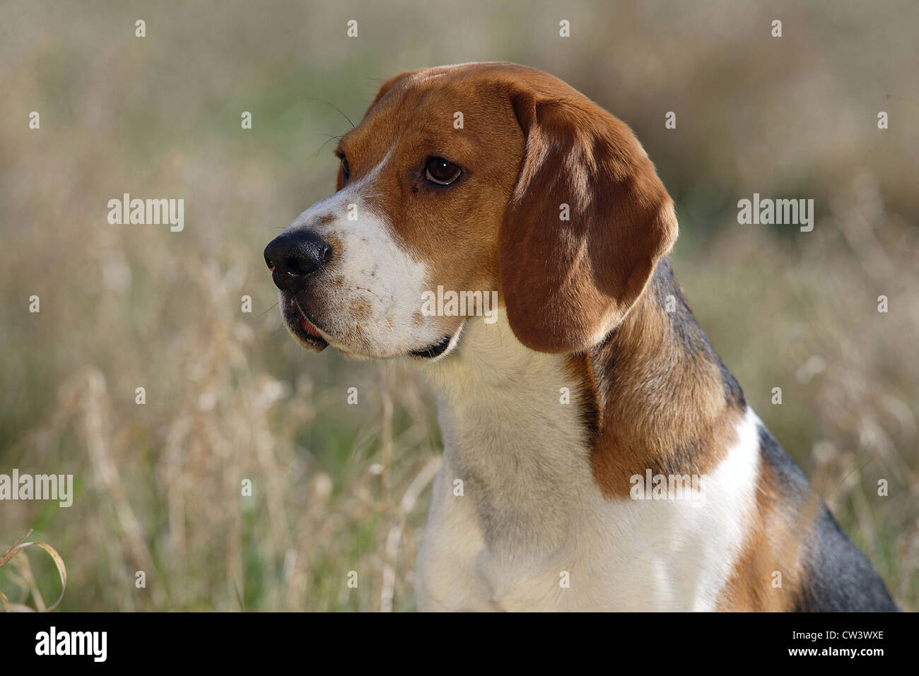 Beagle. Portrait of adult male Stock Photo - Alamy