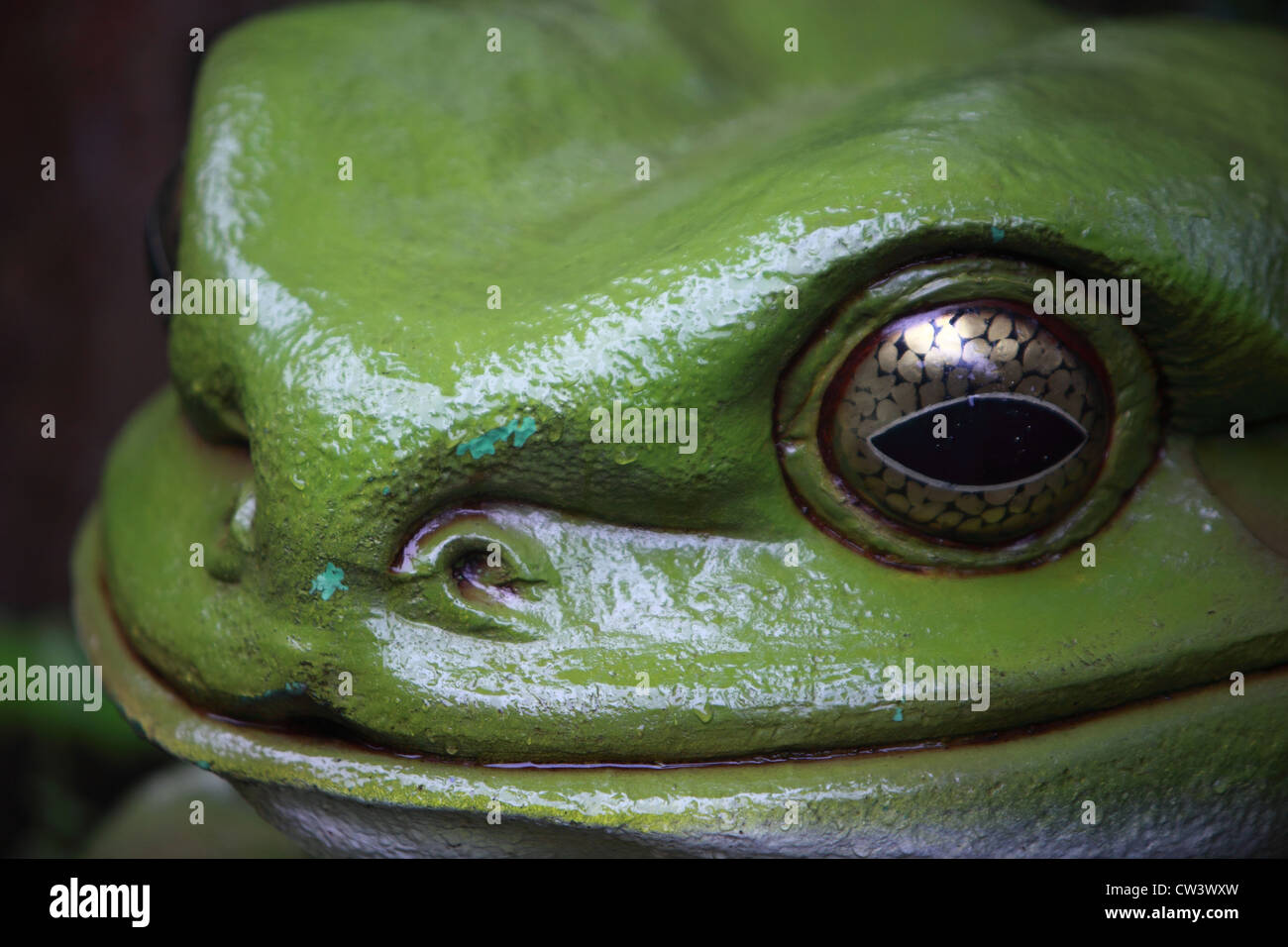 Frog tongue hi-res stock photography and images - Alamy