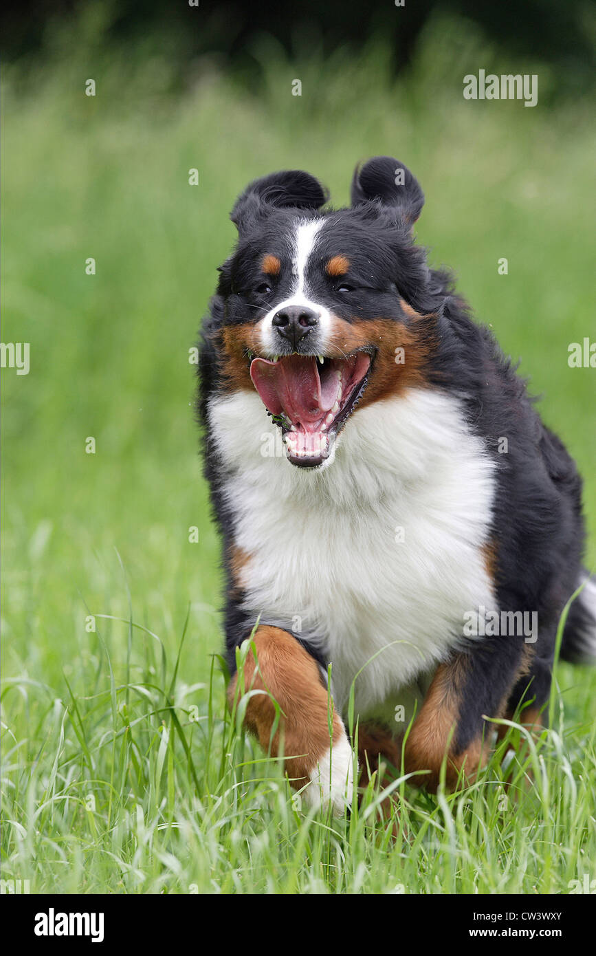 Bernese mountain dog running on hi-res stock photography and images - Alamy