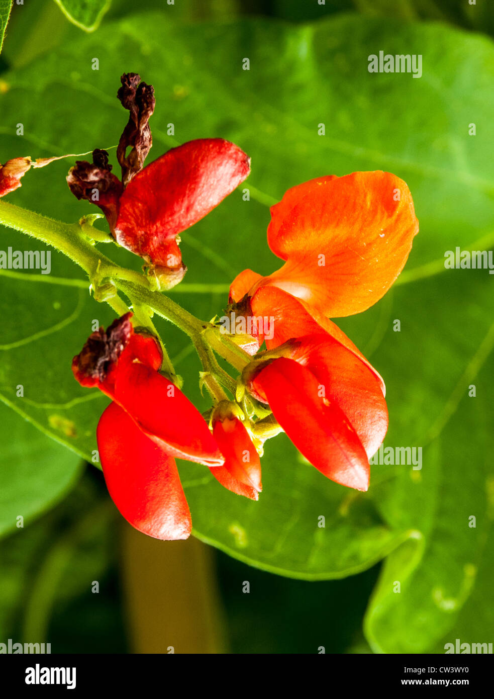 The flower of the Runner Bean Stock Photo - Alamy