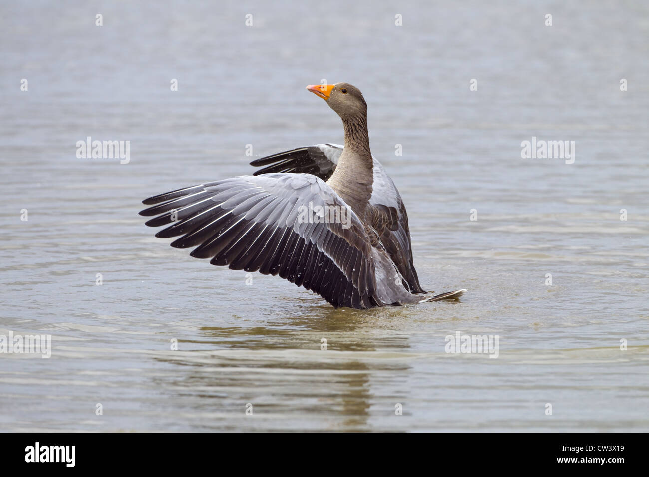 Greylag Geese Ansa ansa Bathing Stock Photo - Alamy