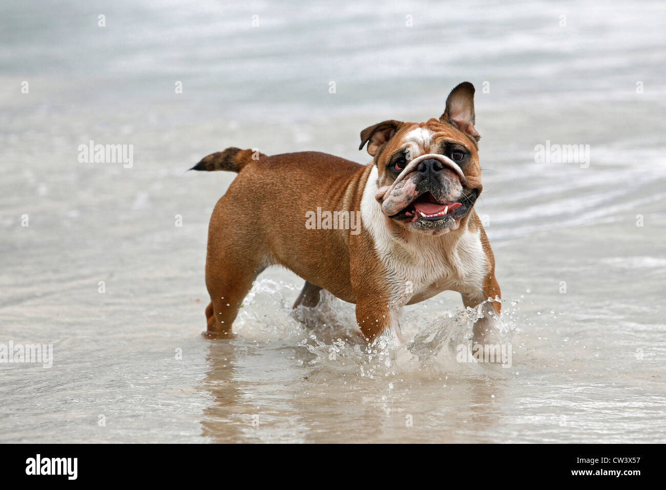 English Bulldog playing in the sea Stock Photo - Alamy