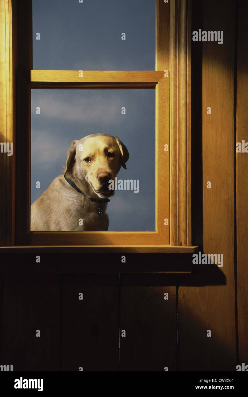 Dog looking through a window Stock Photo - Alamy