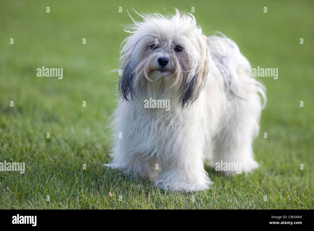 Havanese standing on a lawn Stock Photo - Alamy