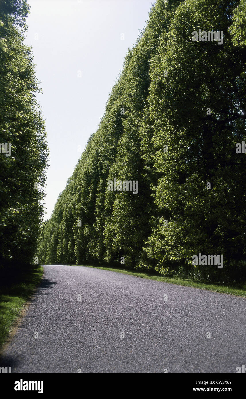 A narrow hedge-lined road Stock Photo - Alamy