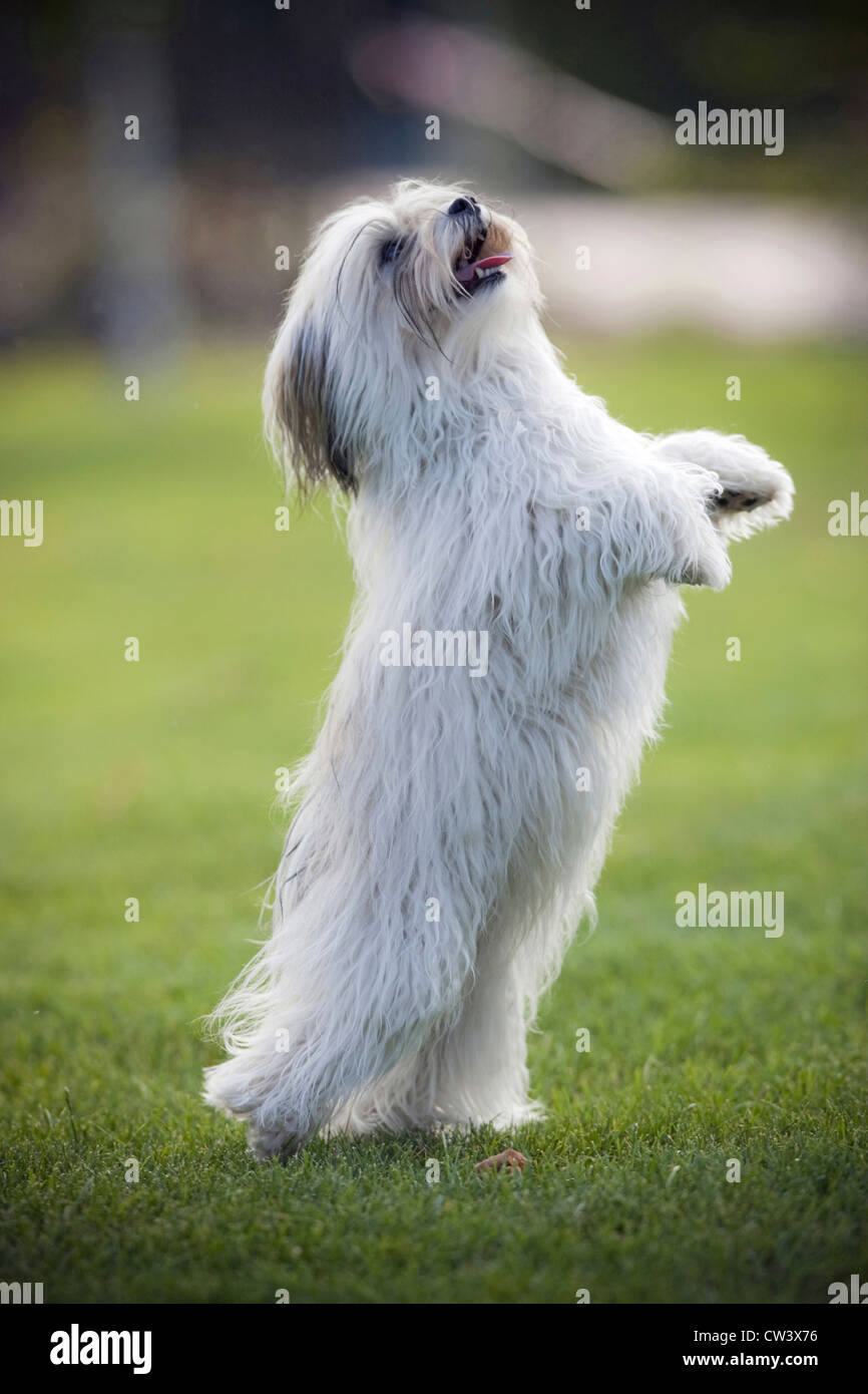Havanese standing uproght on a lawn Stock Photo - Alamy